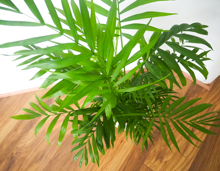 4 unkillable houseplants that are easy to care for - A Woman's Confidence