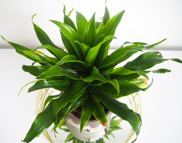 4 unkillable houseplants that are easy to care for - A Woman's Confidence