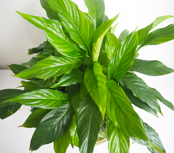 4 unkillable houseplants that are easy to care for - A Woman's Confidence