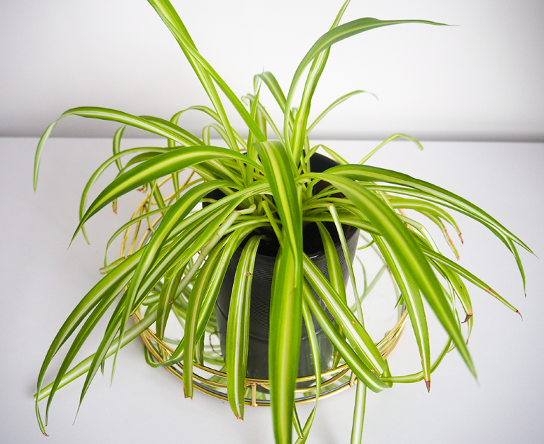 4 unkillable houseplants that are easy to care for - A Woman's Confidence